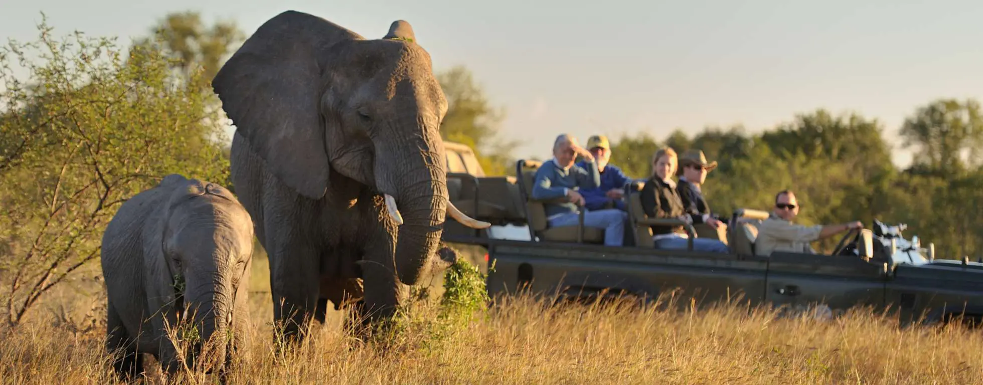 Ultimate Guide to a South Africa Safari Experience | Go2Africa