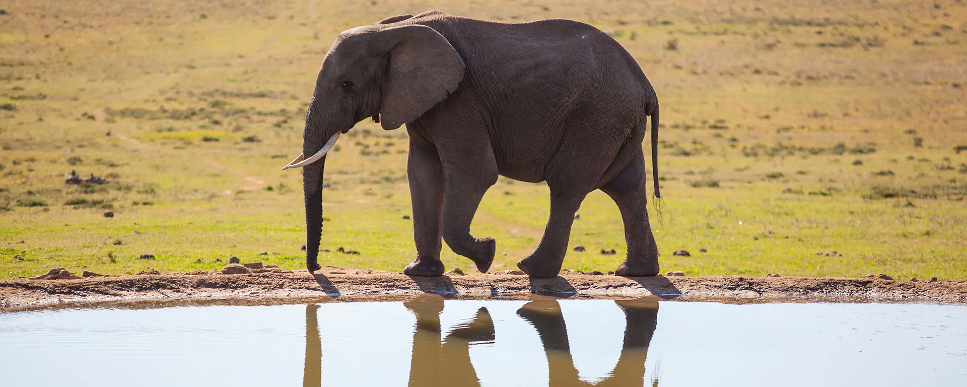 Safaris Addo: Más que elefantes: un refugio para la fauna salvaje