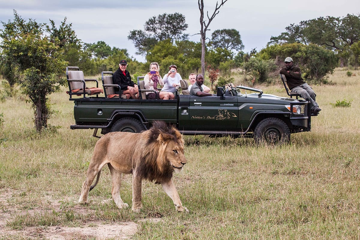 These are the Best Safari Locations in Africa to See the Big 5
