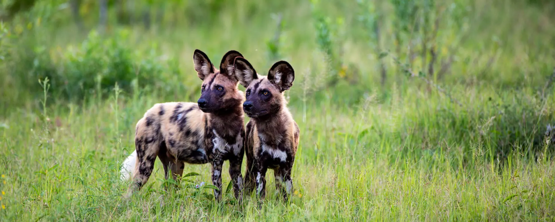 Saving African Wild Dog with EWT | Go2Africa