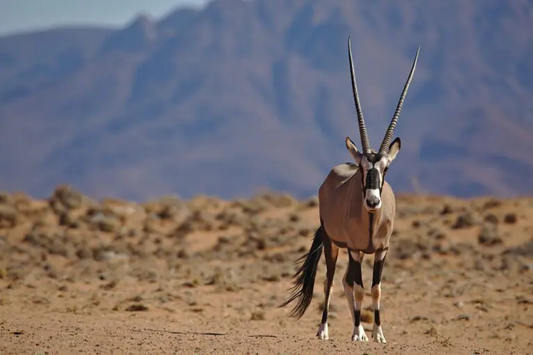 Wildlife in Namibia: Animals You'll See on Safari | Go2Africa