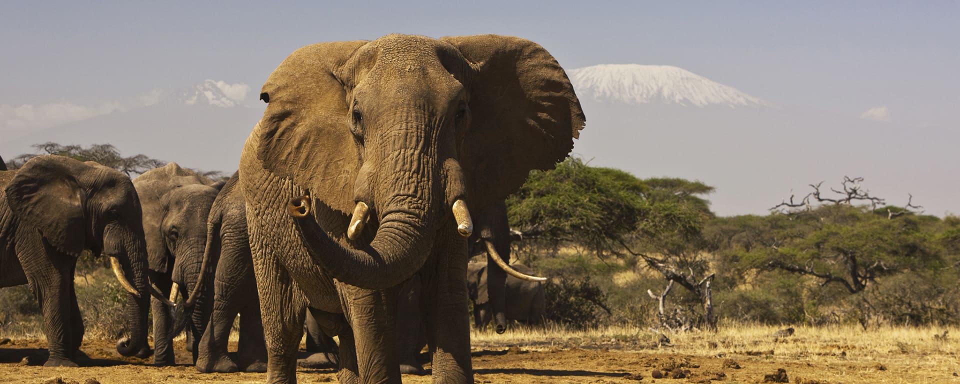 Elephant Gorge Camp | Amboseli, Kenya | Go2Africa
