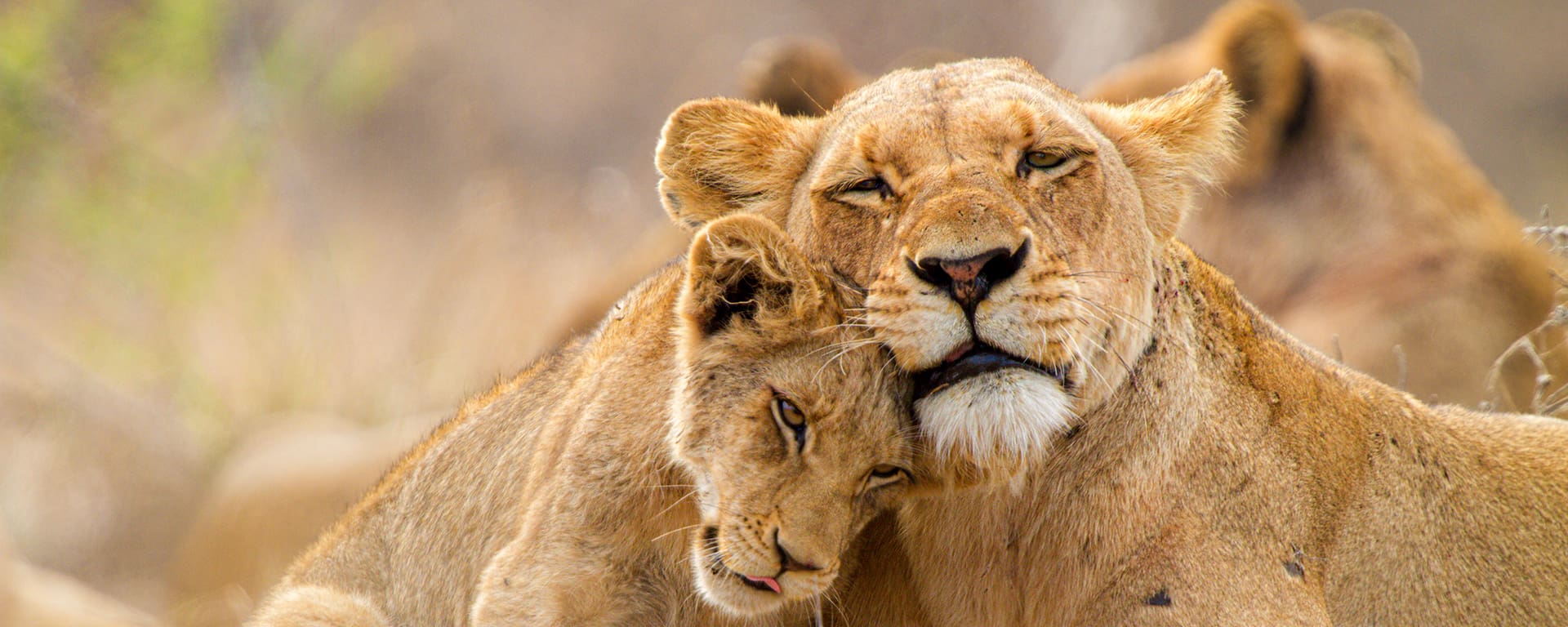 South Africa Wildlife - Where to Spot Them While on Safari