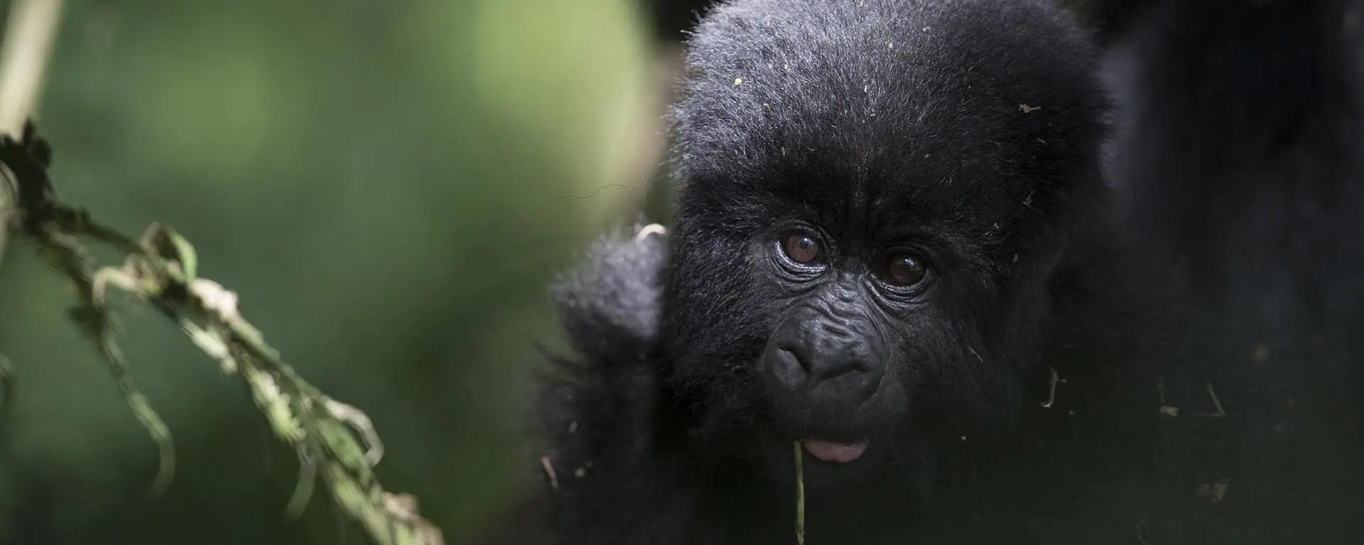 7-Day Uganda Community & Conservation Safari | Go2Africa