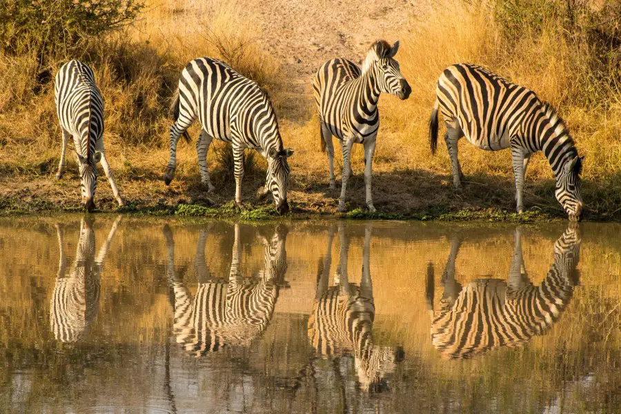 Sandringham Private Game Reserve | Northern Kruger, South Africa ...